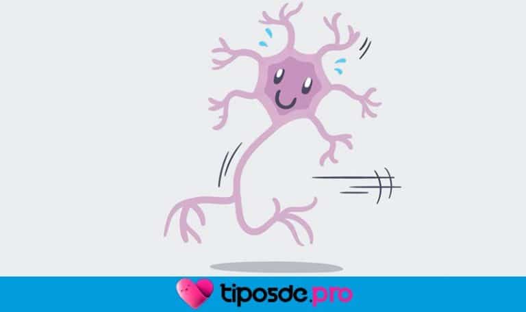 Tipos de neuronas → todos los tipos de neuronas y sus características